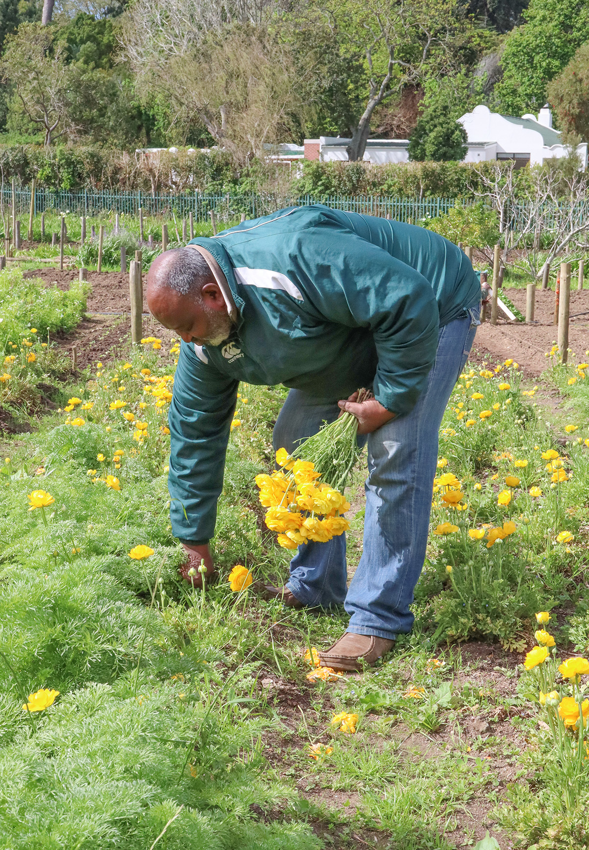 Jaftha's Flower Farm in Cape Town, South Africa, in Spring