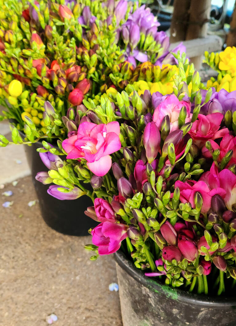 Jaftha's Flower Farm in Cape Town, South Africa, in Spring