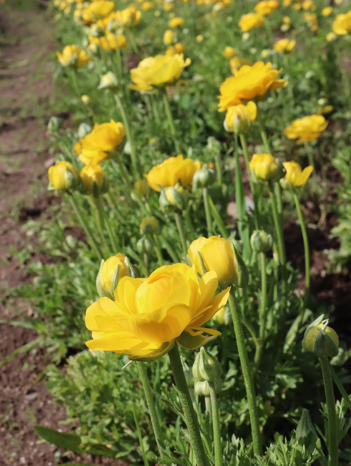 Jaftha's Flower Farm in Cape Town, South Africa, in Spring
