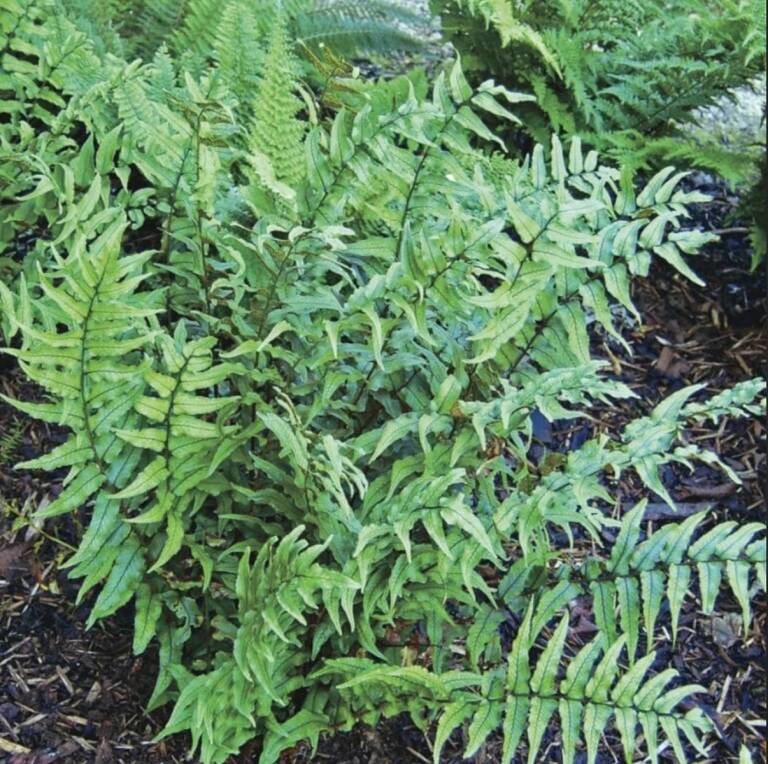 Best Easy to Grow Ferns: Our Favorites for the Garden and Landscape