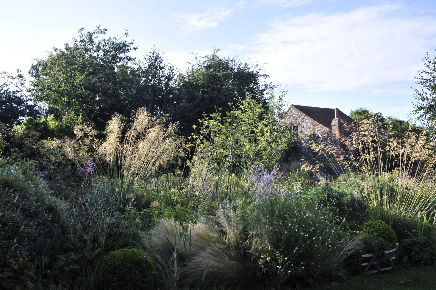 Stipa gigantea: aka Giant Feather Grass and Golden Oats