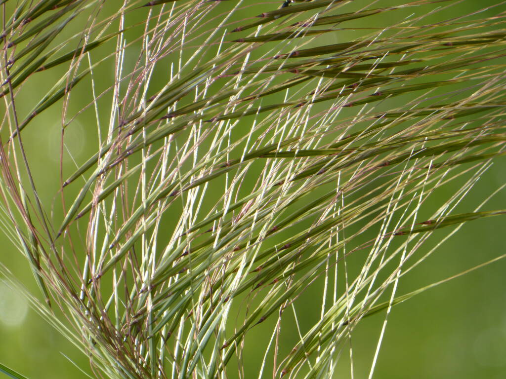 Stipa gigantea: aka Giant Feather Grass and Golden Oats