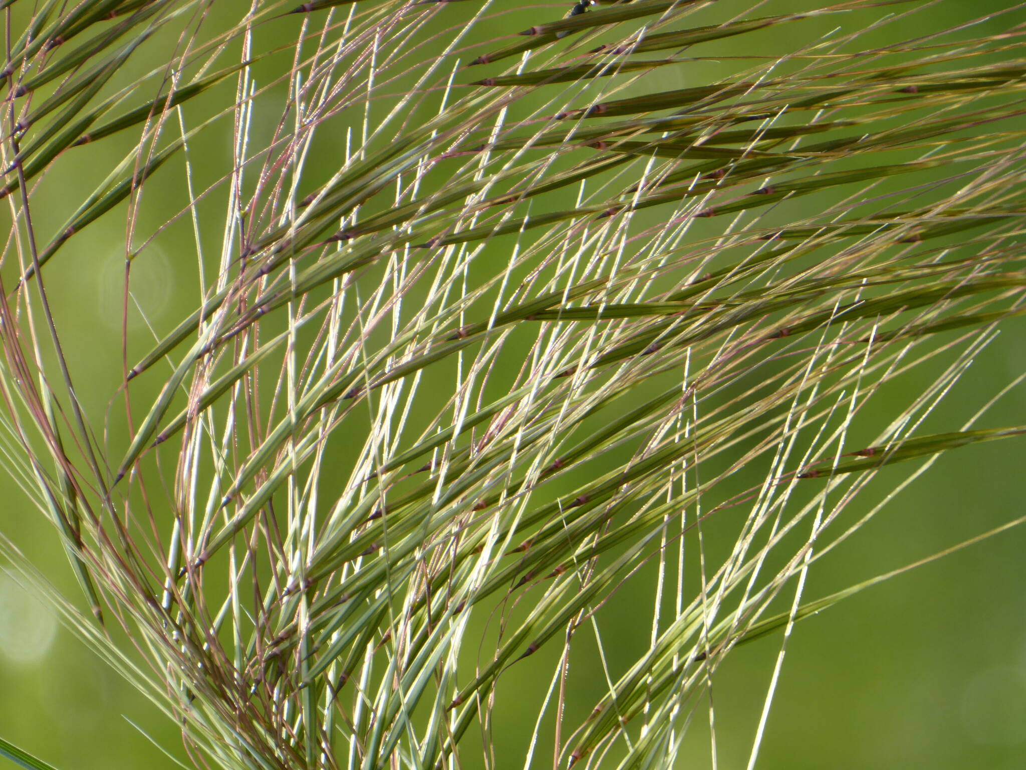 Stipa gigantea: aka Giant Feather Grass and Golden Oats