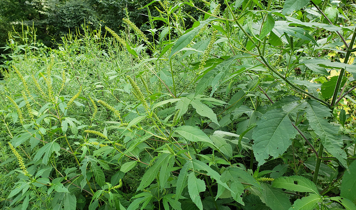 Fall Allergies: What Causes Them? Ragweed, Mugwort, or Goldenrod?