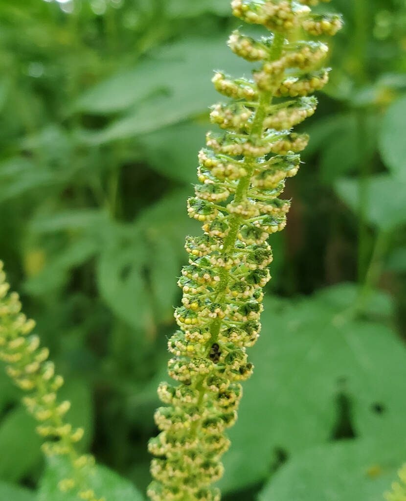 Fall Allergies: What Causes Them? Ragweed, Mugwort, or Goldenrod?