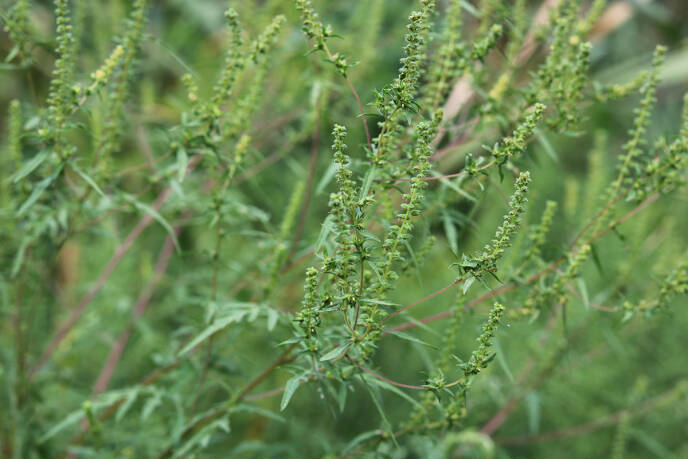 Fall Allergies: What Causes Them? Ragweed, Mugwort, or Goldenrod?