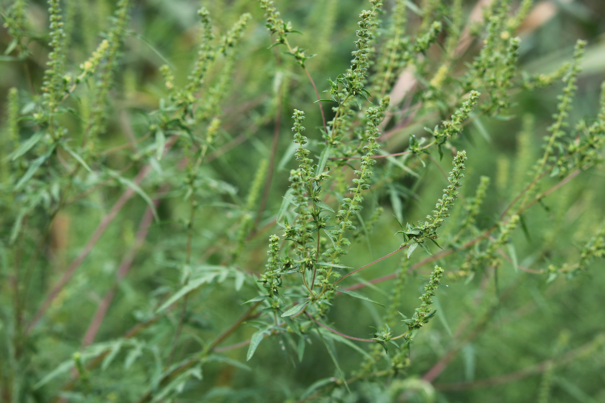Fall Allergies: What Causes Them? Ragweed, Mugwort, or Goldenrod?