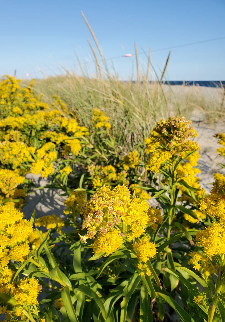 Fall Allergies: What Causes Them? Ragweed, Mugwort, or Goldenrod?