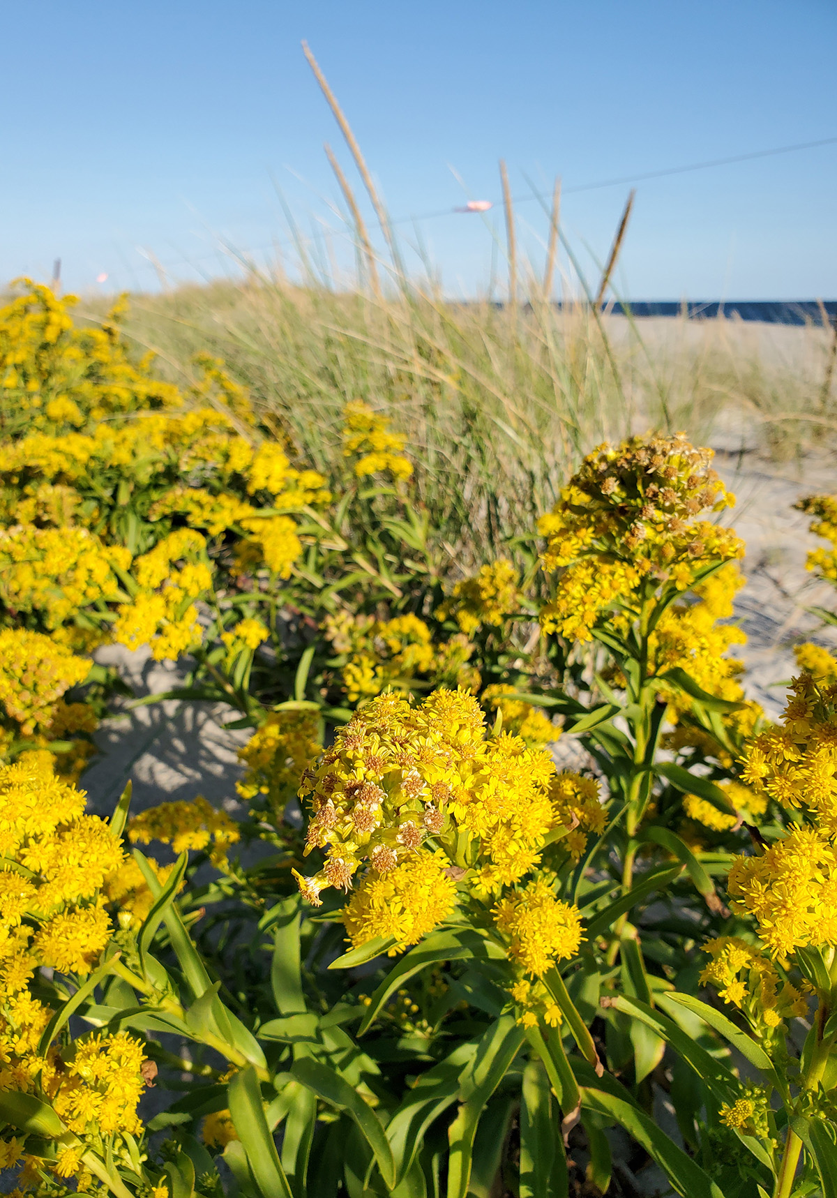 Fall Allergies: What Causes Them? Ragweed, Mugwort, or Goldenrod?