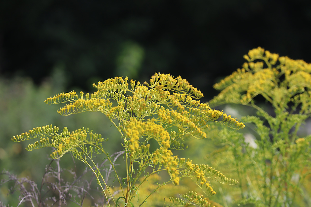 Fall Allergies: What Causes Them? Ragweed, Mugwort, or Goldenrod?