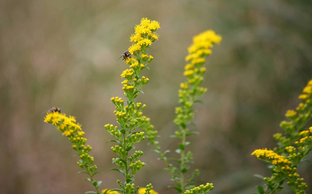 Fall Allergies: What Causes Them? Ragweed, Mugwort, or Goldenrod?