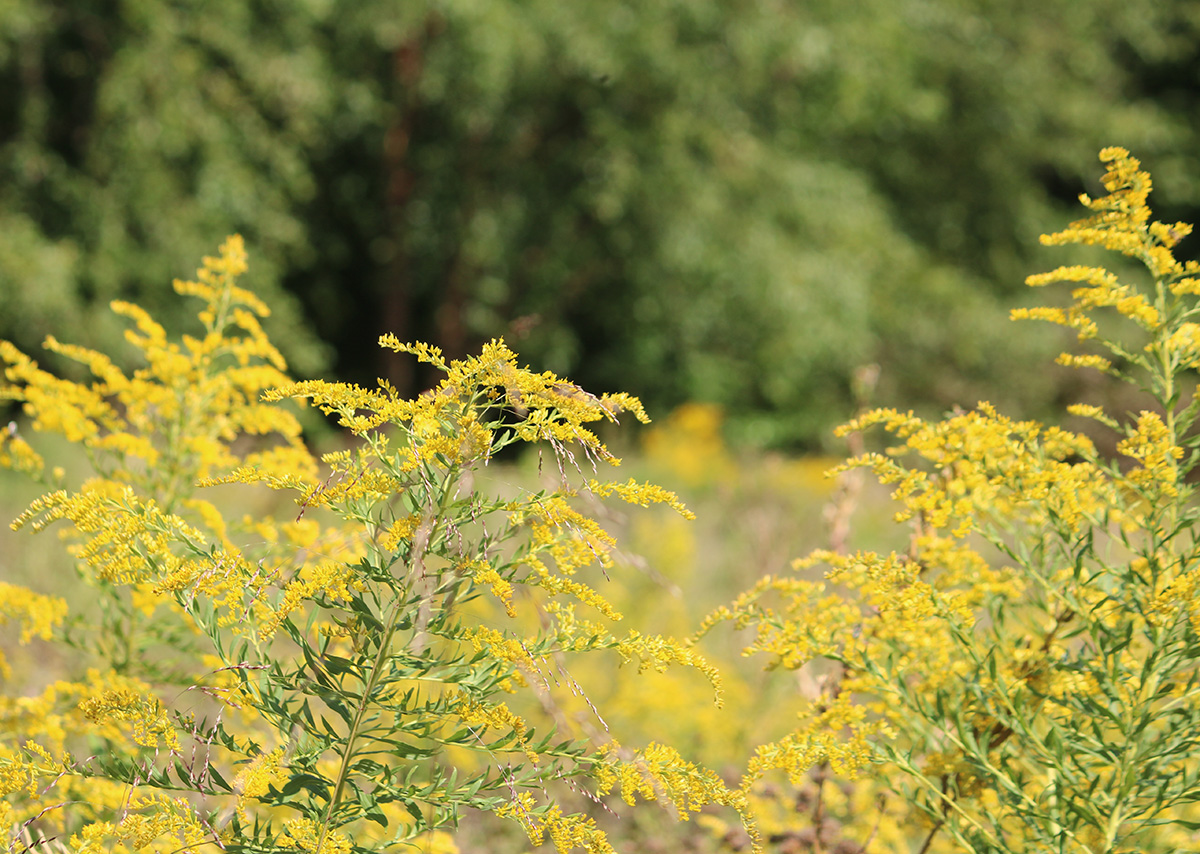 Fall Allergies: What Causes Them? Ragweed, Mugwort, or Goldenrod?