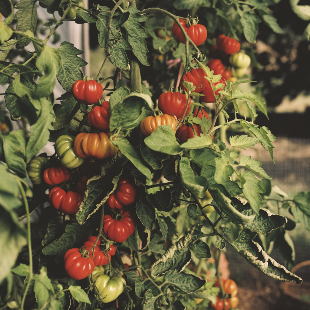 Julius Roberts' New Cookbook 'The Farm Table': Review