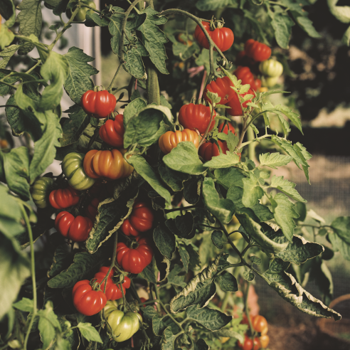 Julius Roberts' New Cookbook 'The Farm Table': Review