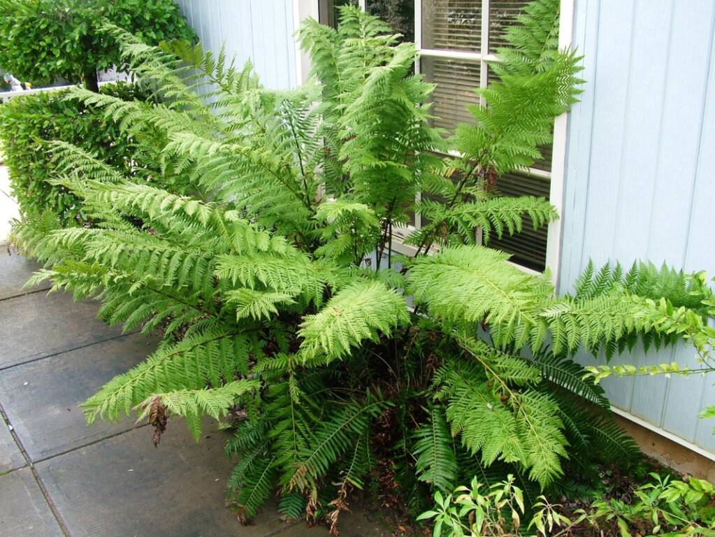Best Easy to Grow Ferns: Our Favorites for the Garden and Landscape