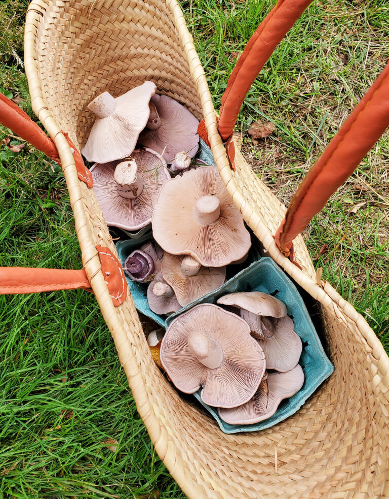 Foraging for Blewits, An Autumn and Winter Mushroom