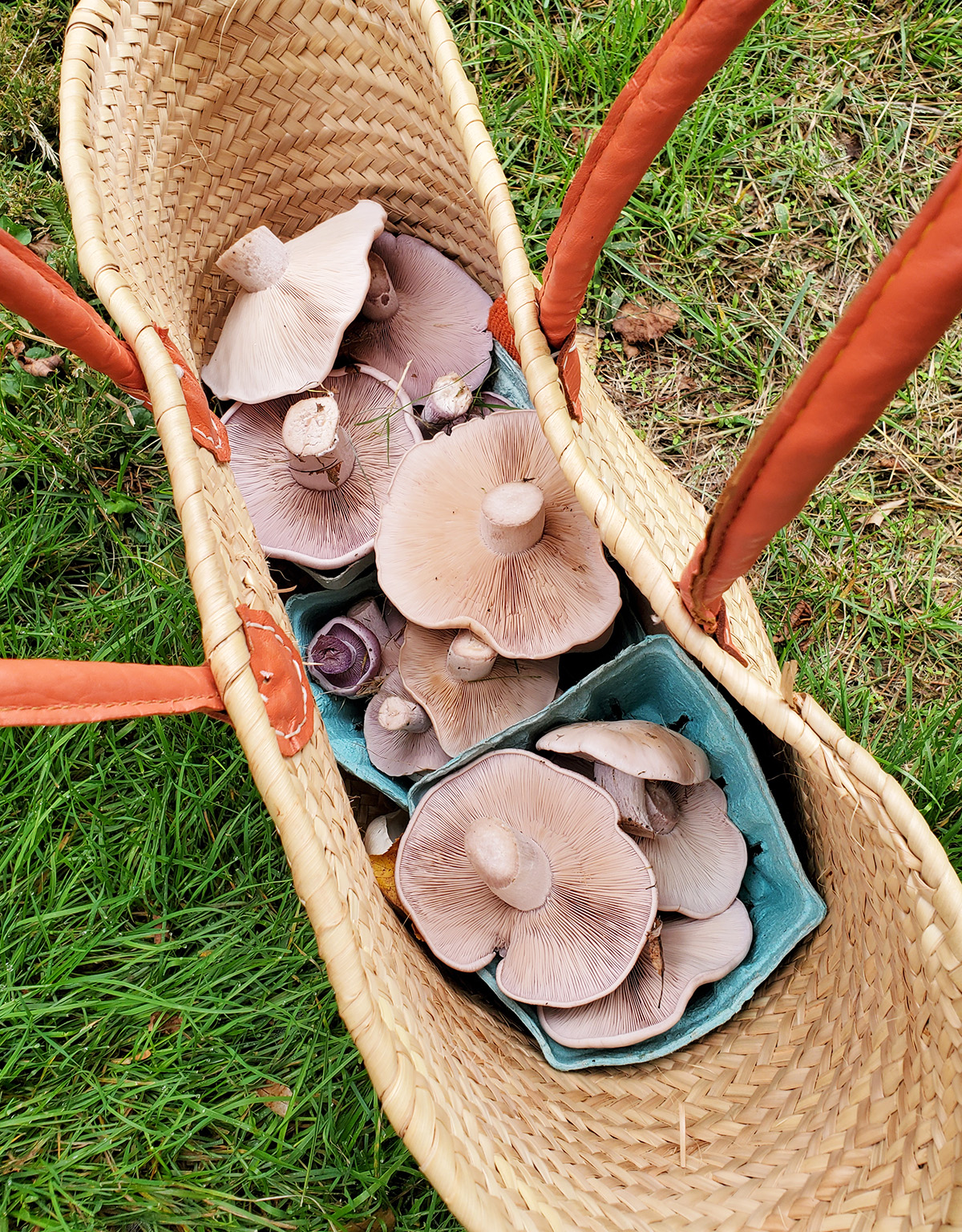 Foraging for Blewits, An Autumn and Winter Mushroom