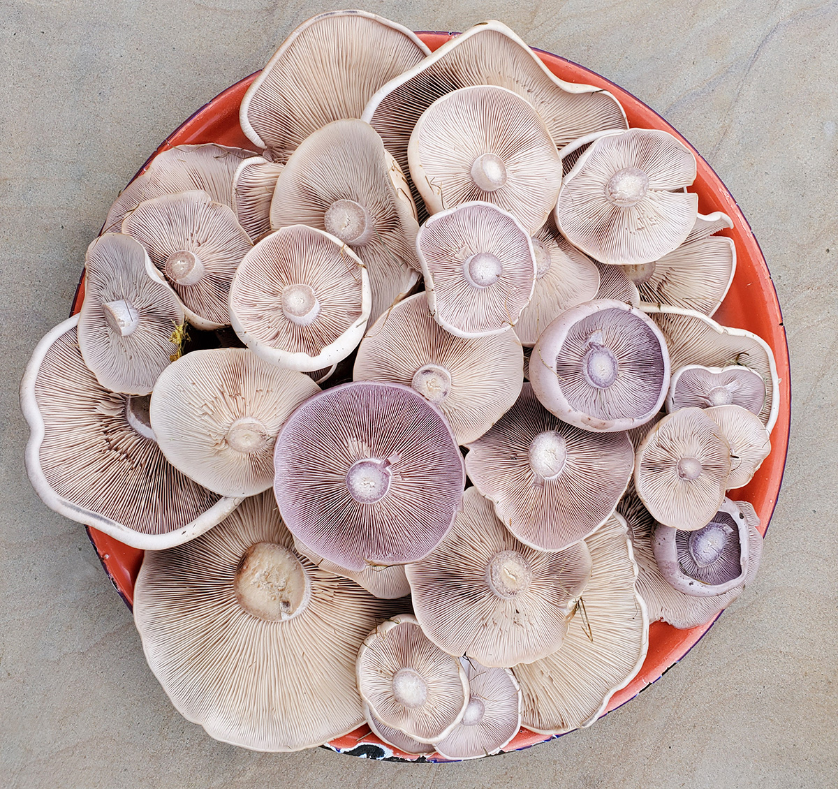Foraging for Blewits, An Autumn and Winter Mushroom