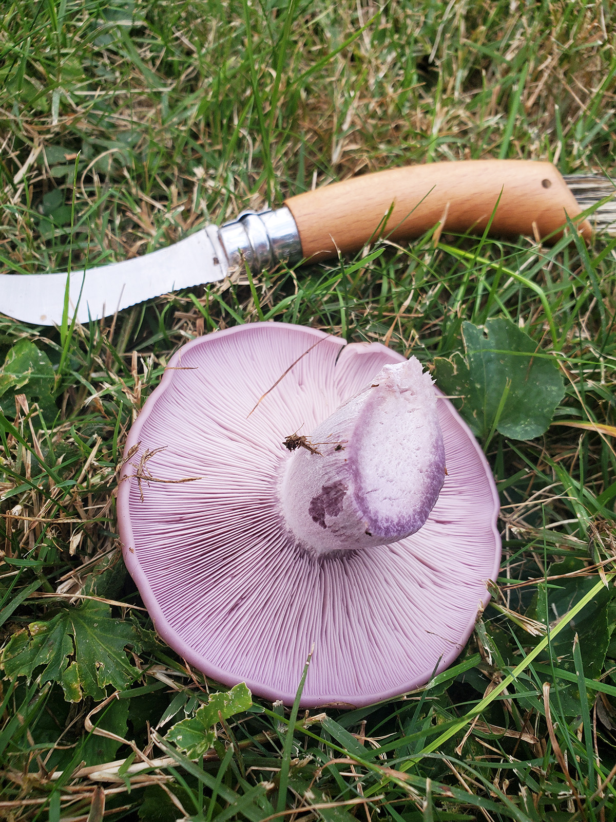 Foraging for Blewits, An Autumn and Winter Mushroom