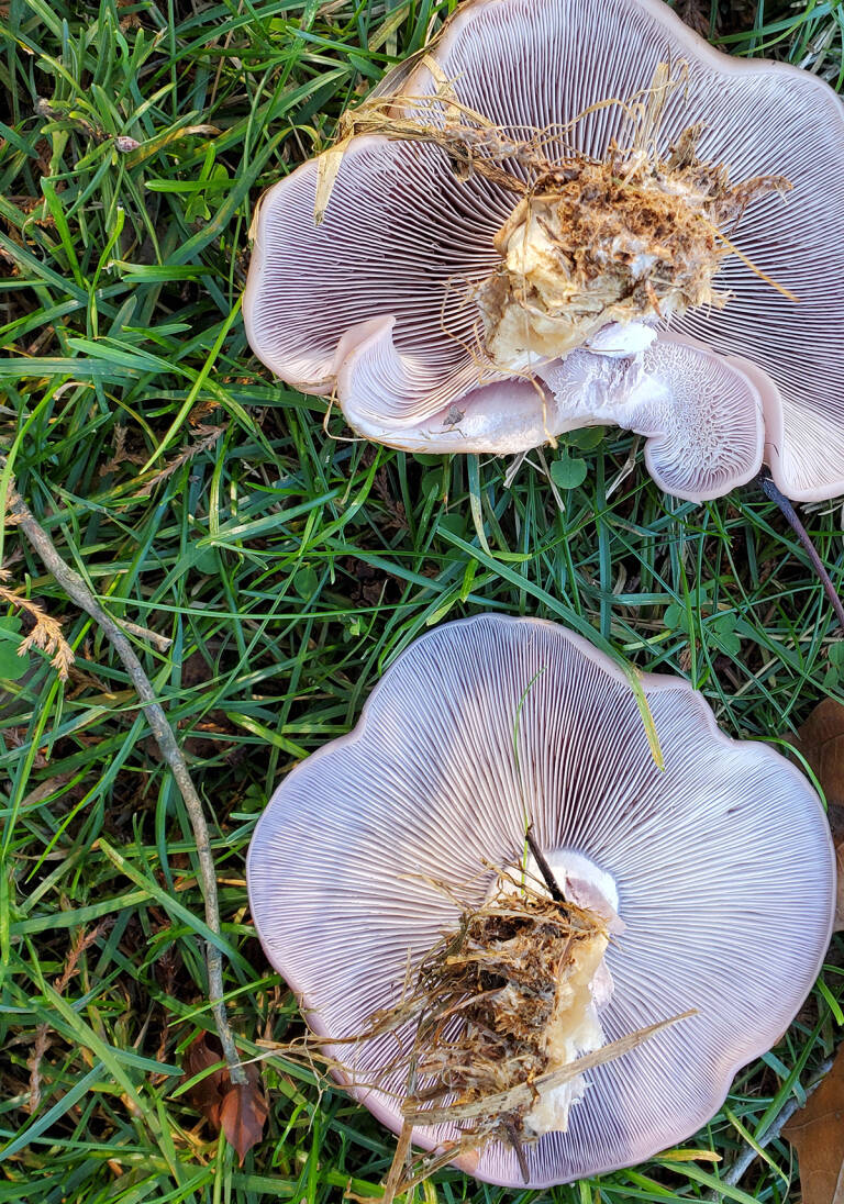 Foraging for Blewits, An Autumn and Winter Mushroom