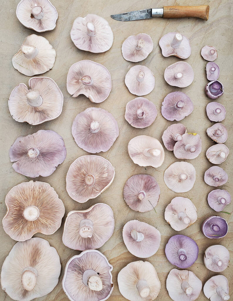 Foraging for Blewits, An Autumn and Winter Mushroom