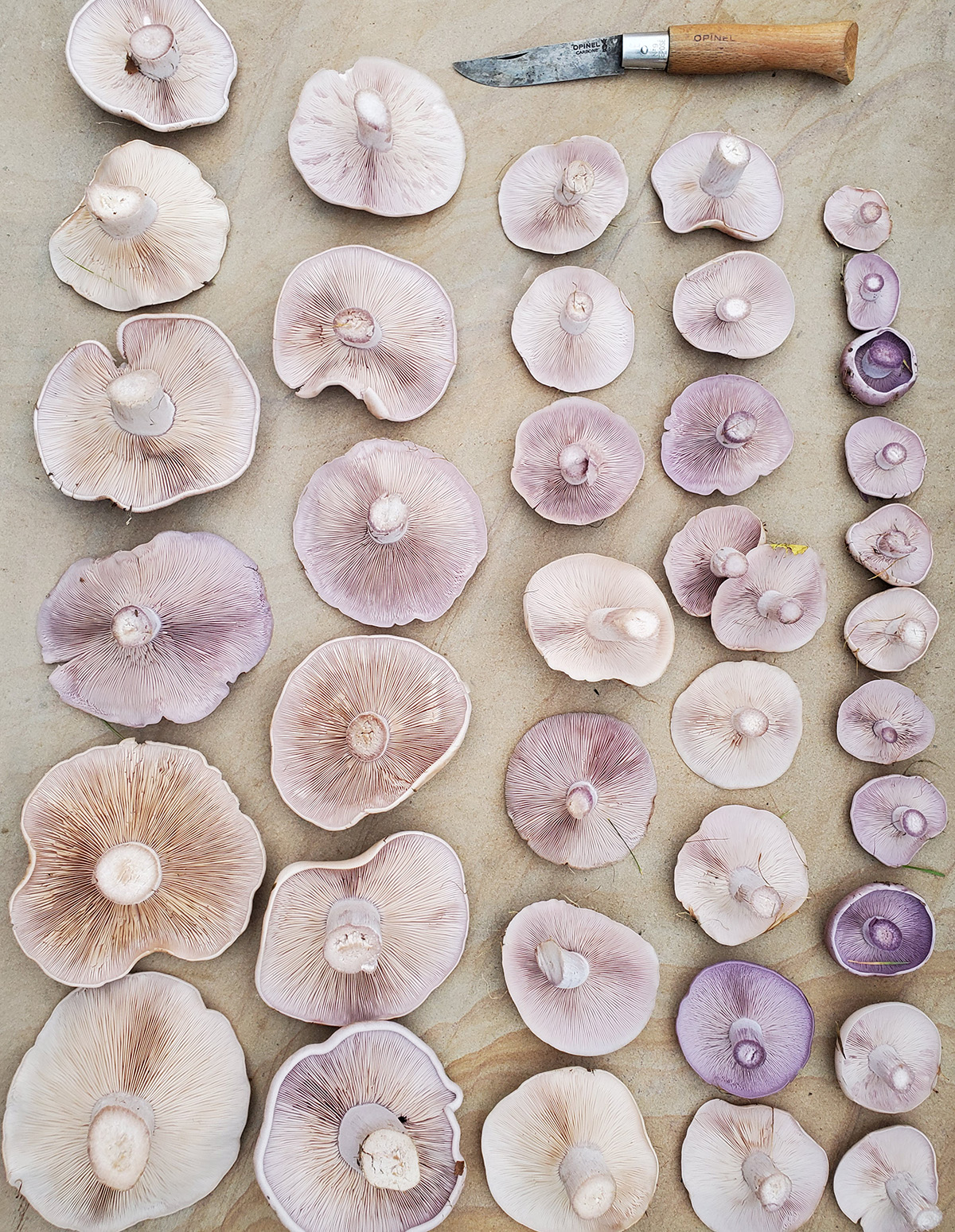 Foraging for Blewits, An Autumn and Winter Mushroom