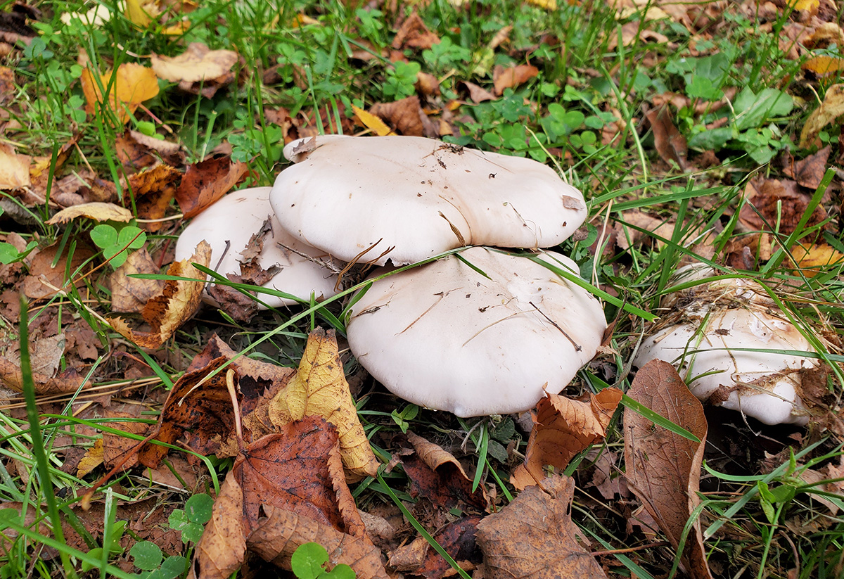 Foraging for Blewits, An Autumn and Winter Mushroom