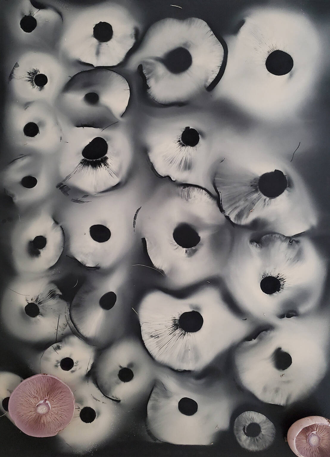 Foraging for Blewits, An Autumn and Winter Mushroom