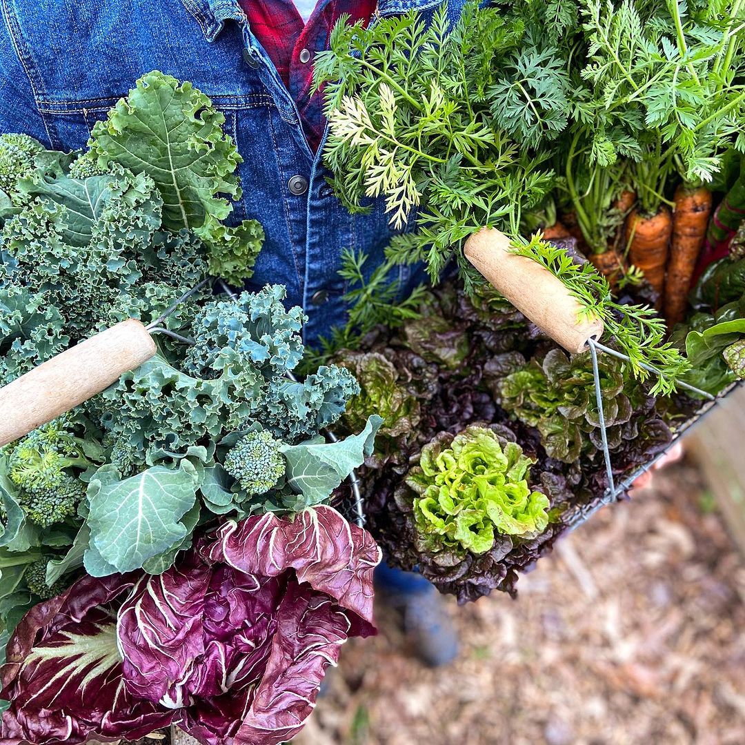 Best Gardening Instagram and TikTok Accounts to Follow for Tips