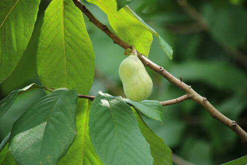 Pawpaws: Everything You Need to Know About the Native American Fruit