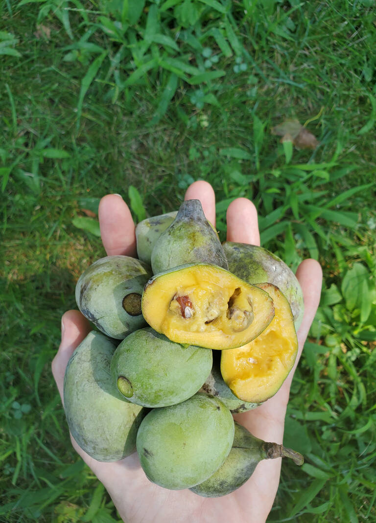 Pawpaws: Everything You Need to Know About the Native American Fruit