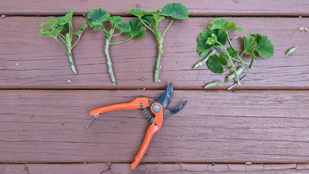 How to Propagate Annuals: Coleus, Pelargoniums, Rosemary