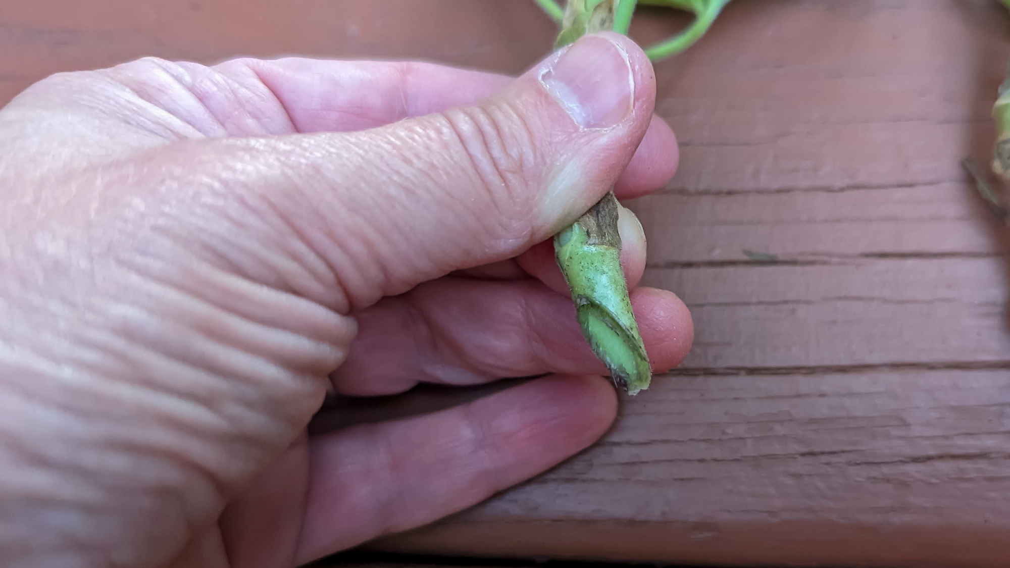 How to Propagate Annuals: Coleus, Pelargoniums, Rosemary