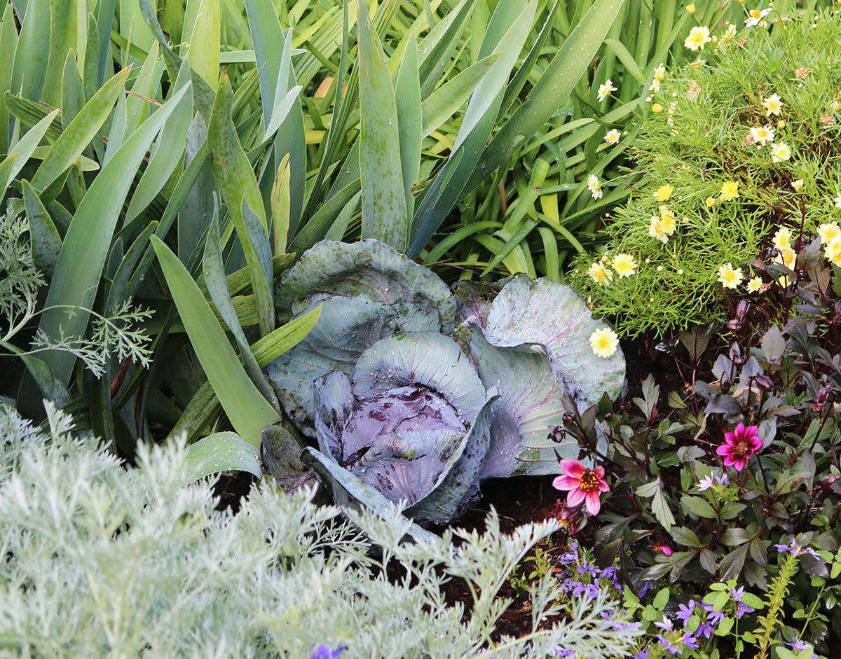 Cabbages: How to Grow Them and When to Plant Them