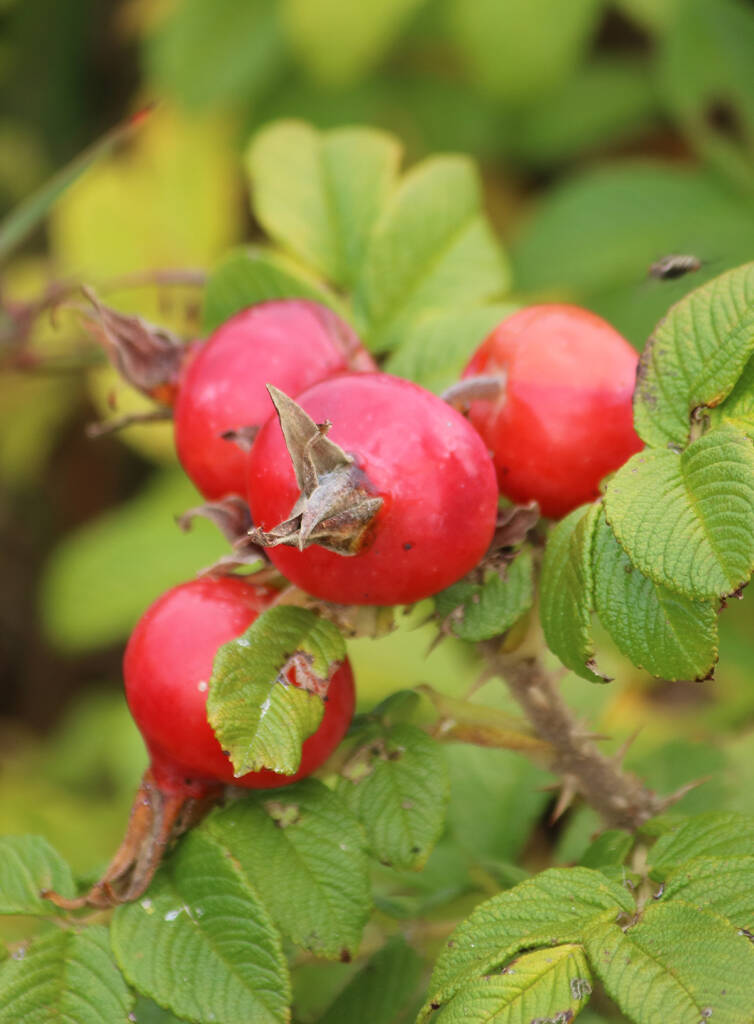 Rosehips are a nutritious functional food and ripe in fall