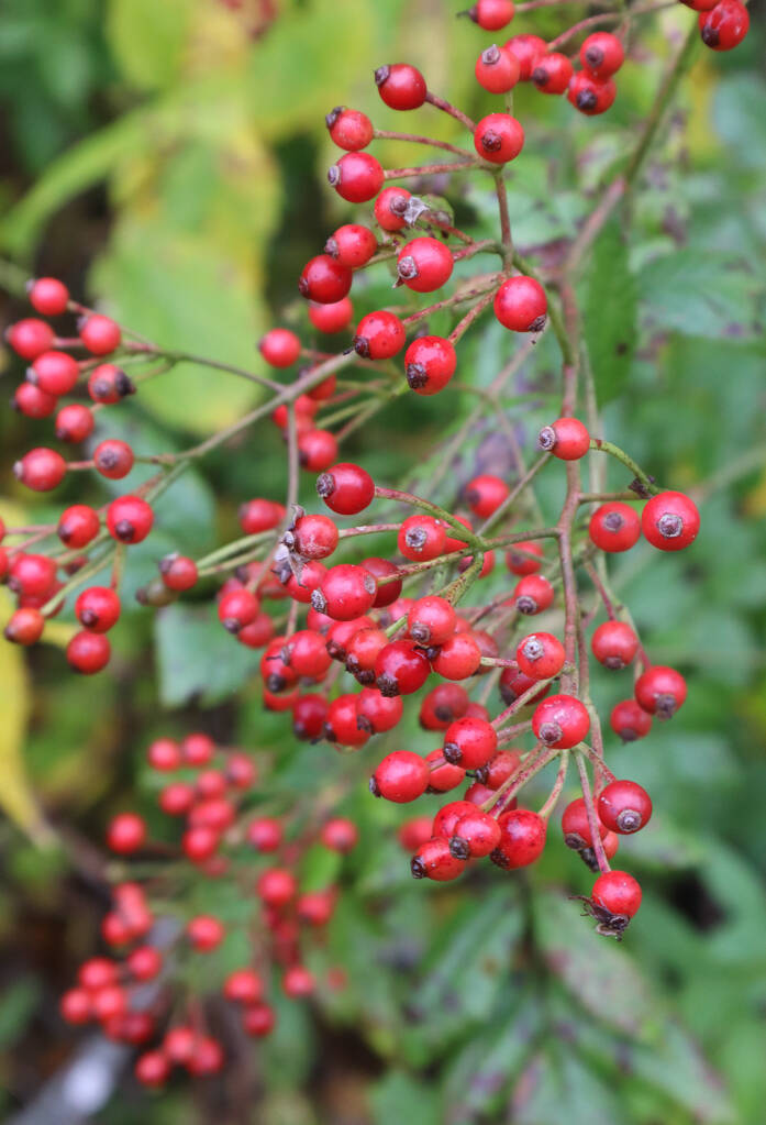 Rosehips are a nutritious functional food and ripe in fall