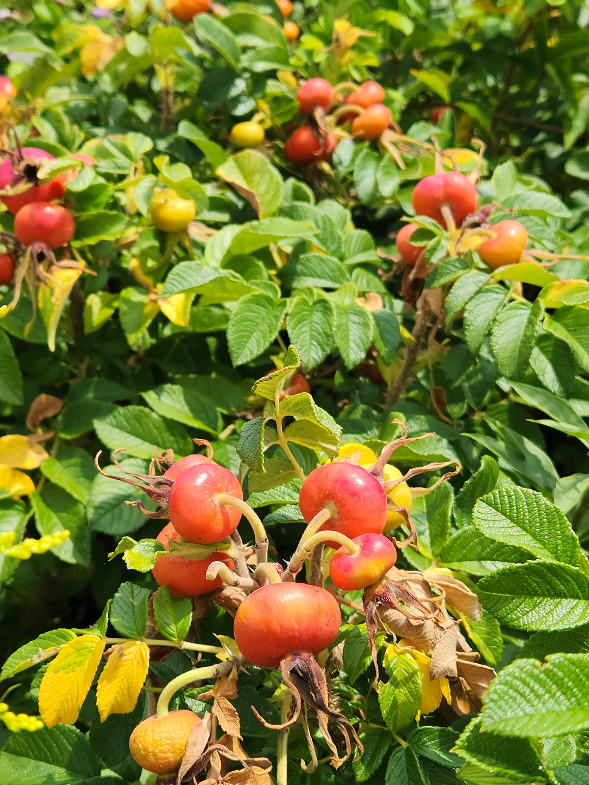 Rosehips are a nutritious functional food and ripe in fall