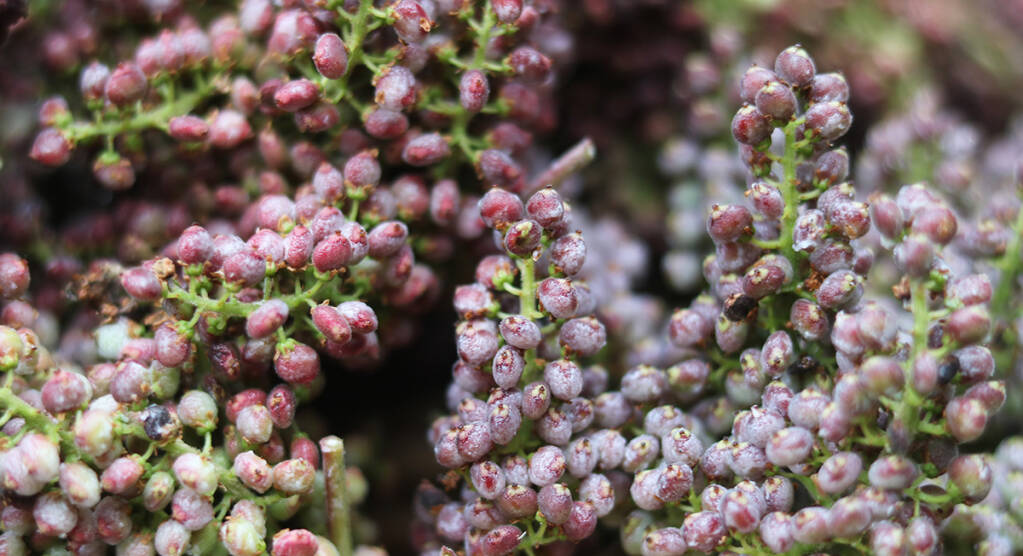 Sumac Spice: How to Forage for the Autumn Fruit and Make Your Own