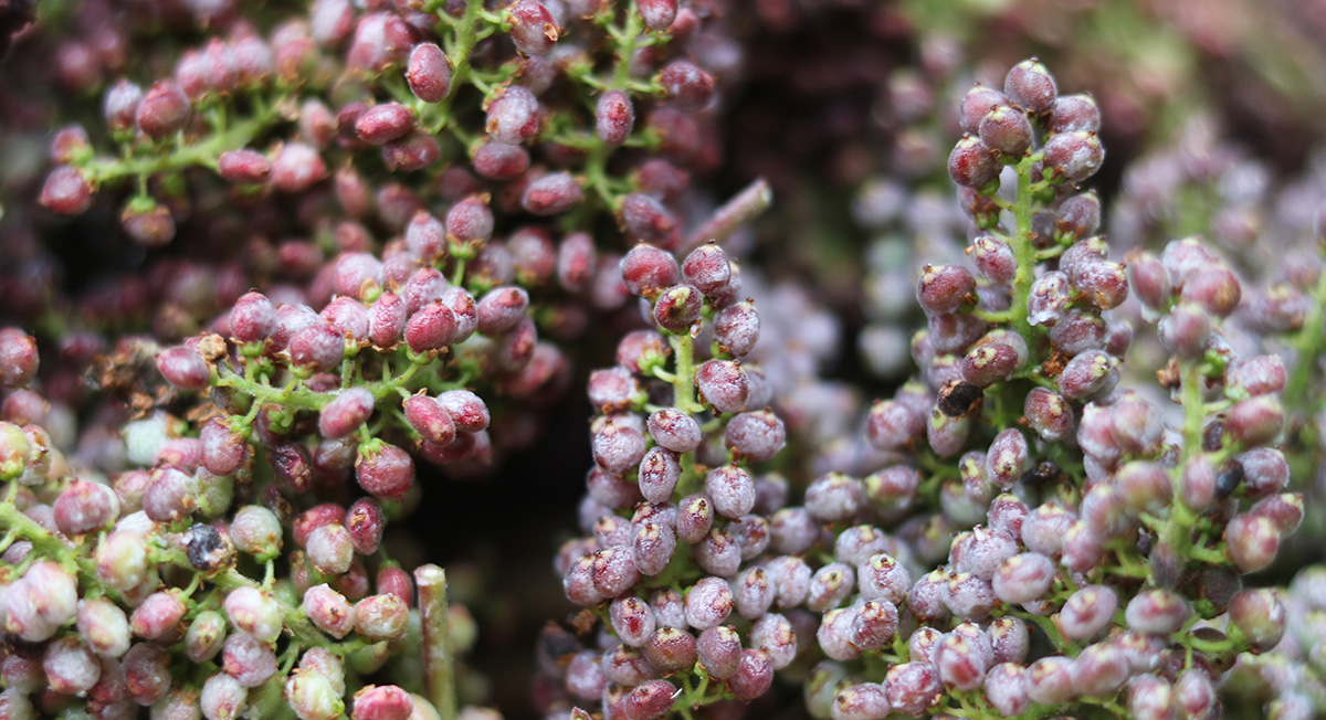 Sumac Spice: How to Forage for the Autumn Fruit and Make Your Own
