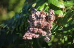Sumac Spice: How to Forage for the Autumn Fruit and Make Your Own