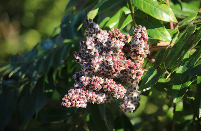 Sumac Spice: How to Forage for the Autumn Fruit and Make Your Own