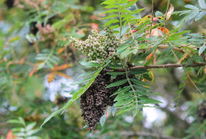 Sumac Spice: How to Forage for the Autumn Fruit and Make Your Own