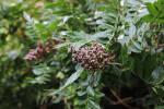 Sumac Spice: How to Forage for the Autumn Fruit and Make Your Own