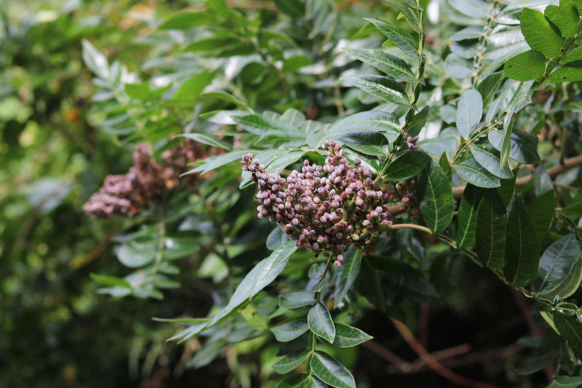 Sumac Spice: How to Forage for the Autumn Fruit and Make Your Own