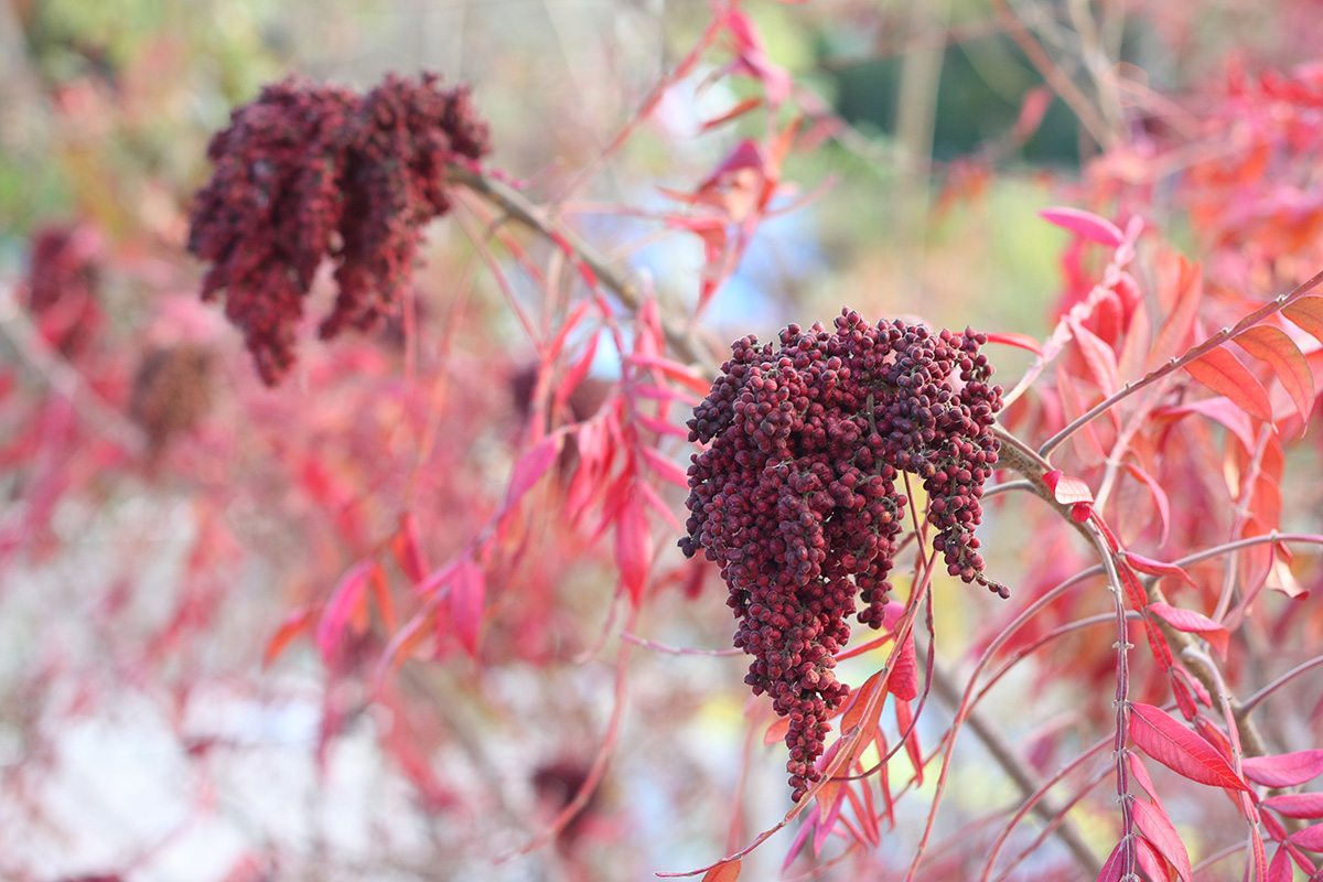 Sumac Spice: How to Forage for the Autumn Fruit and Make Your Own