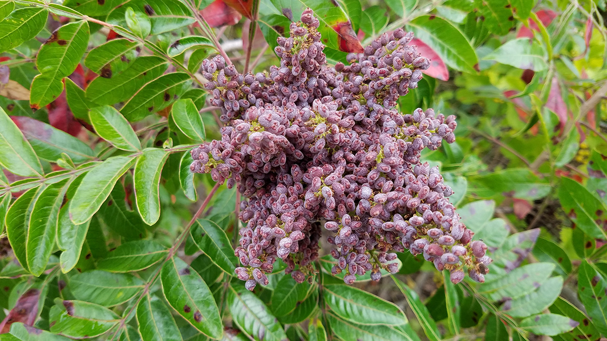 Sumac Spice: How to Forage for the Autumn Fruit and Make Your Own