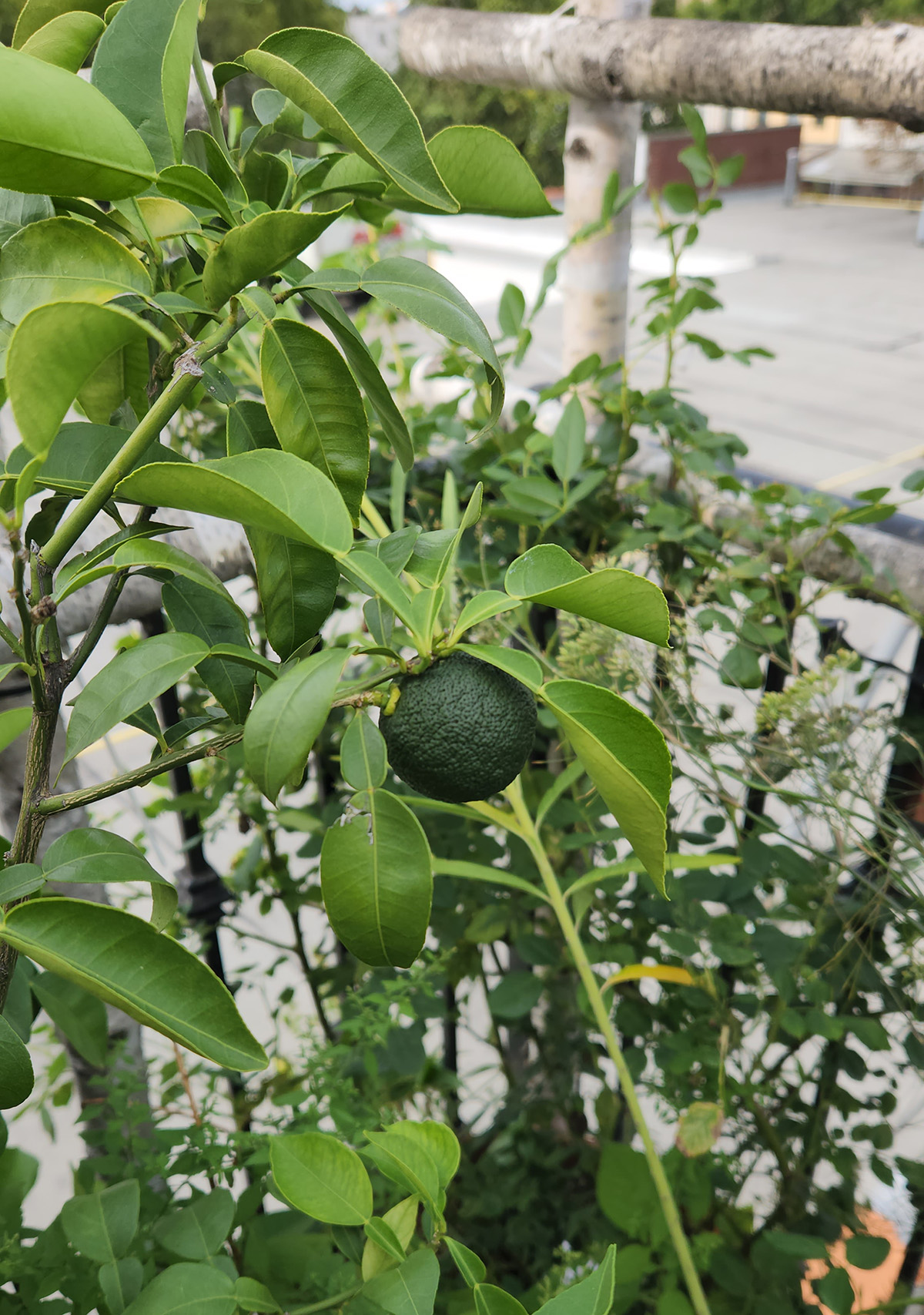 Yubeshi Recipe: How to Make It With Fresh In-Season Yuzu