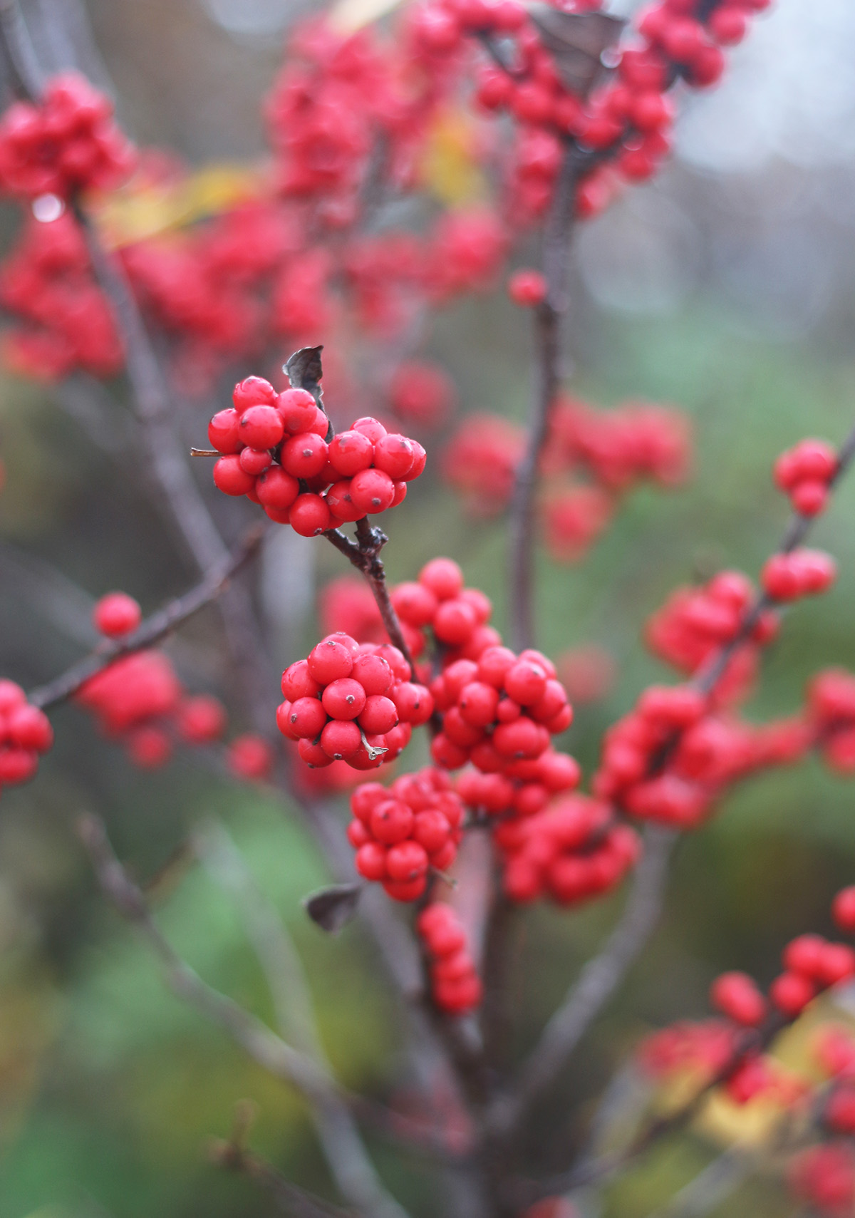 What's that berry: 10 Red Fruits of Autumn—Test Your Knowledge