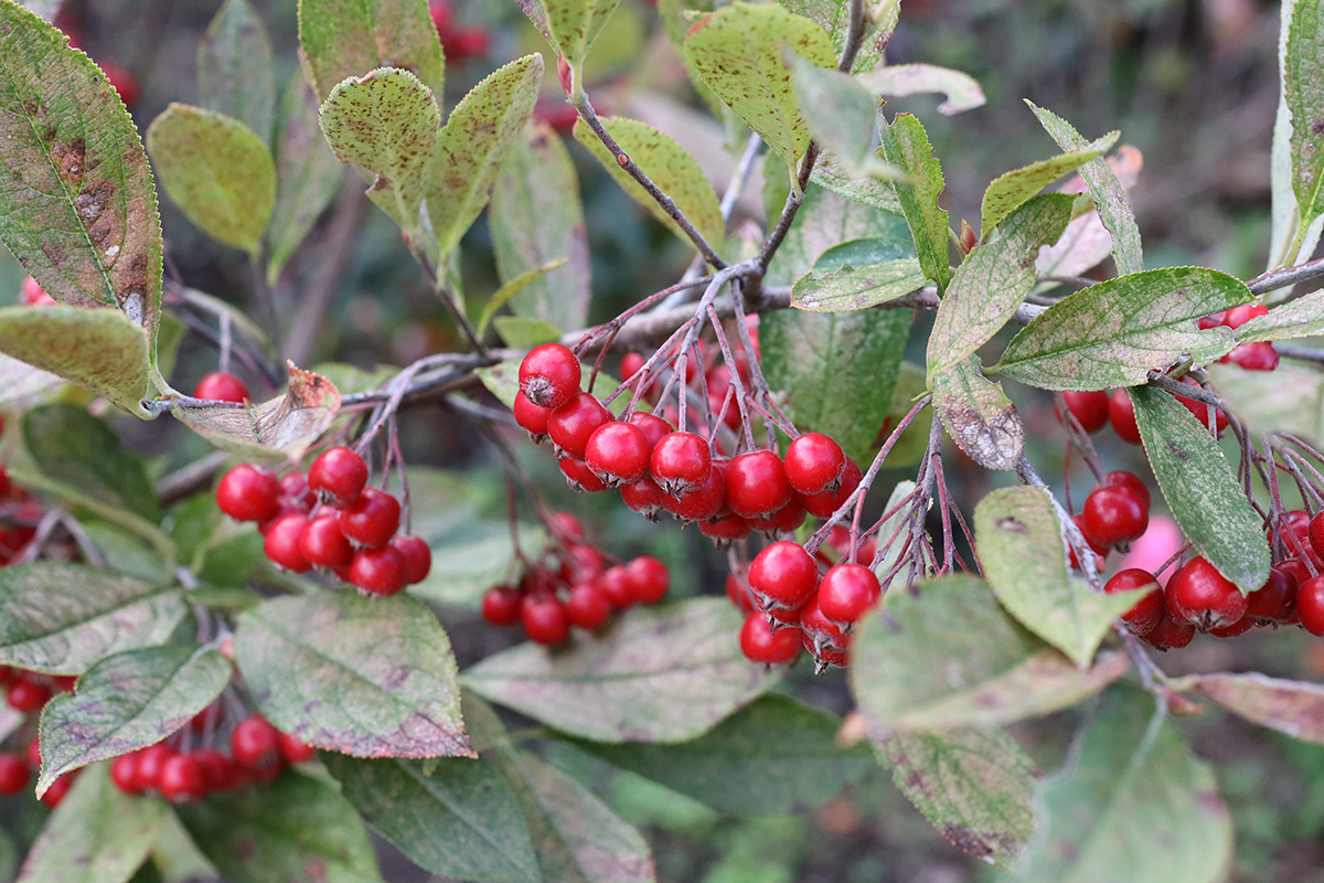 What's that berry: 10 Red Fruits of Autumn—Test Your Knowledge