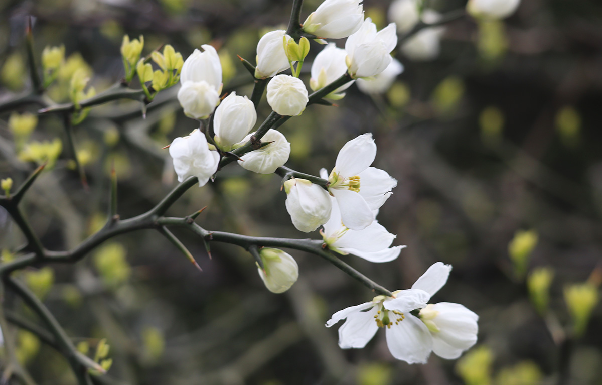 Hardy Orange: A Good Citrus to Grow in Cold Cimates
